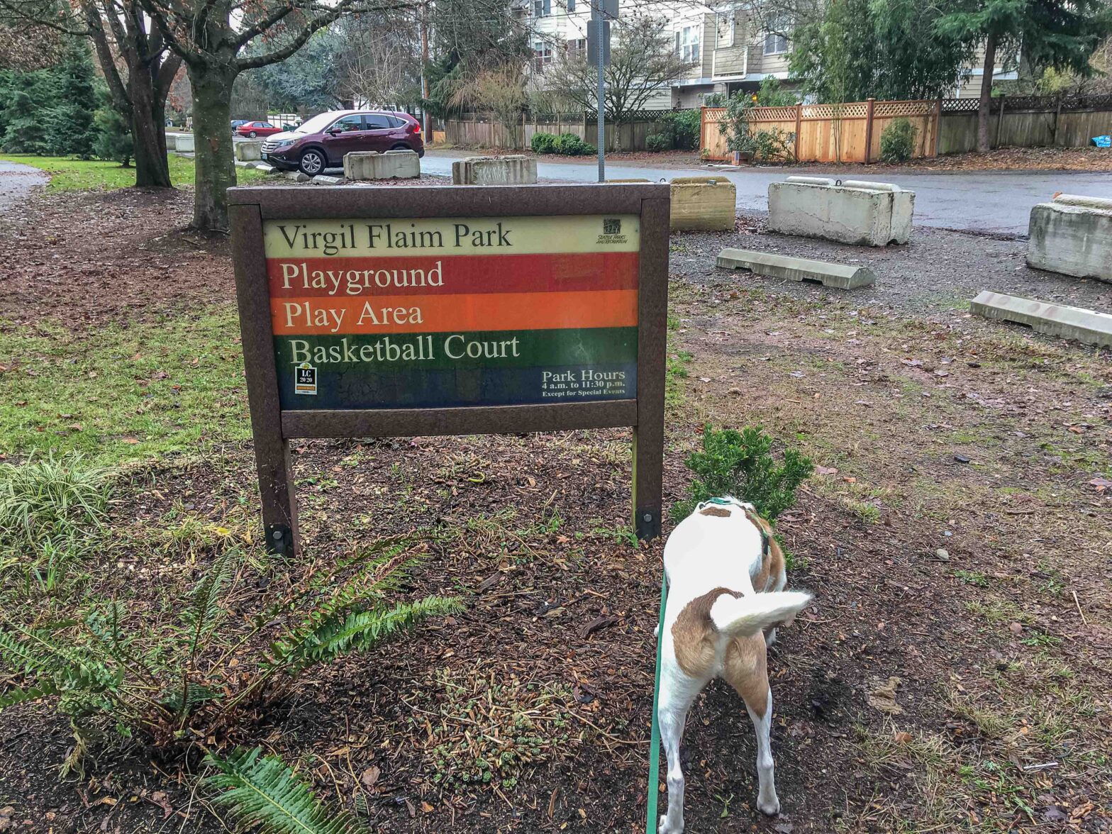Discovering My Big Why While Exploring Local Parks