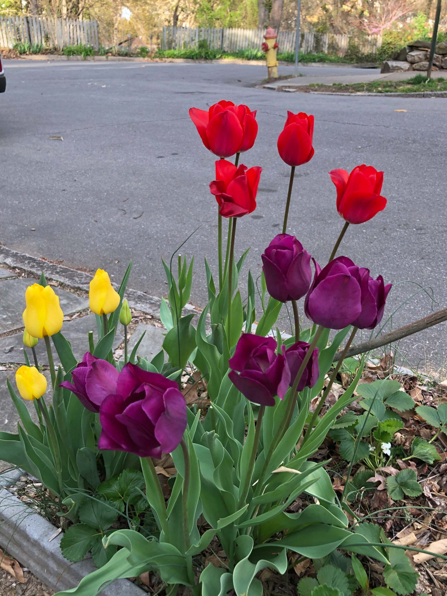 How to Grow a Growth Mindset - CourtSchurmanGO.com