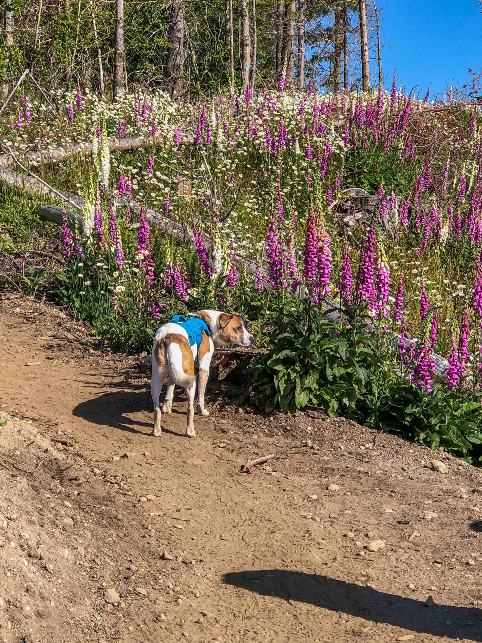 Blog One Hundred: Tiger’s Poo Poo Point on the Fourth