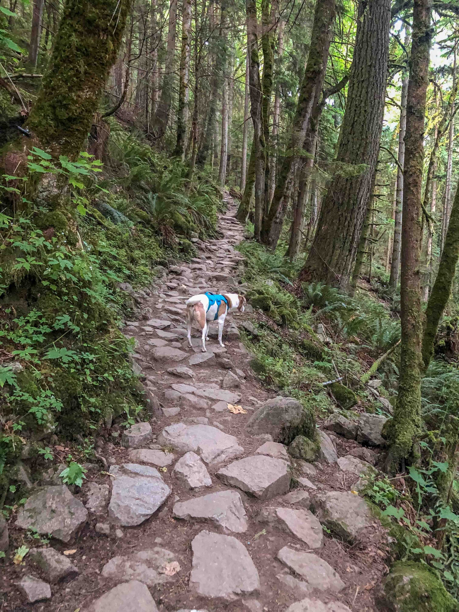Blog One Hundred: Tiger’s Poo Poo Point on the Fourth