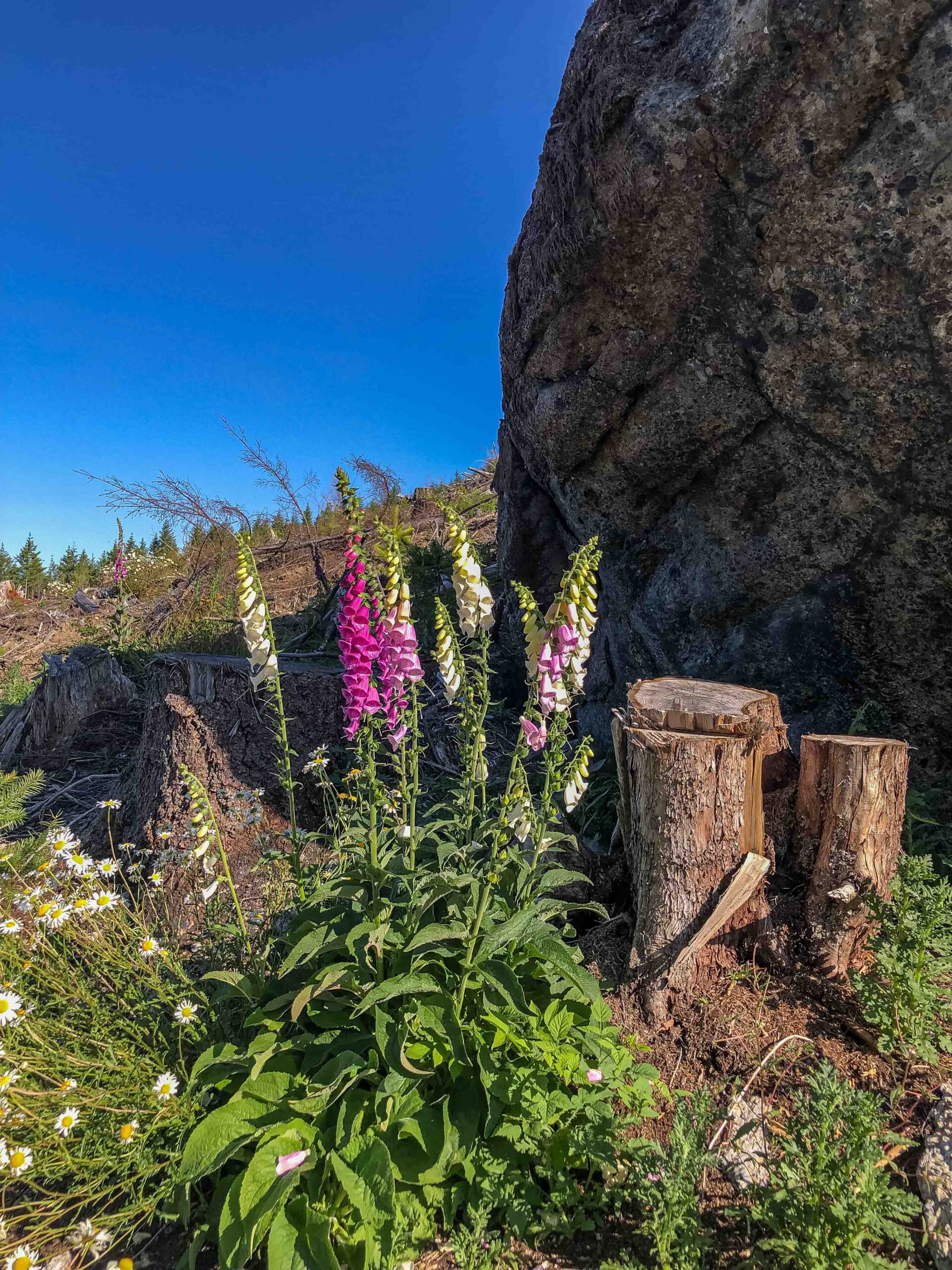 Blog One Hundred: Tiger’s Poo Poo Point on the Fourth